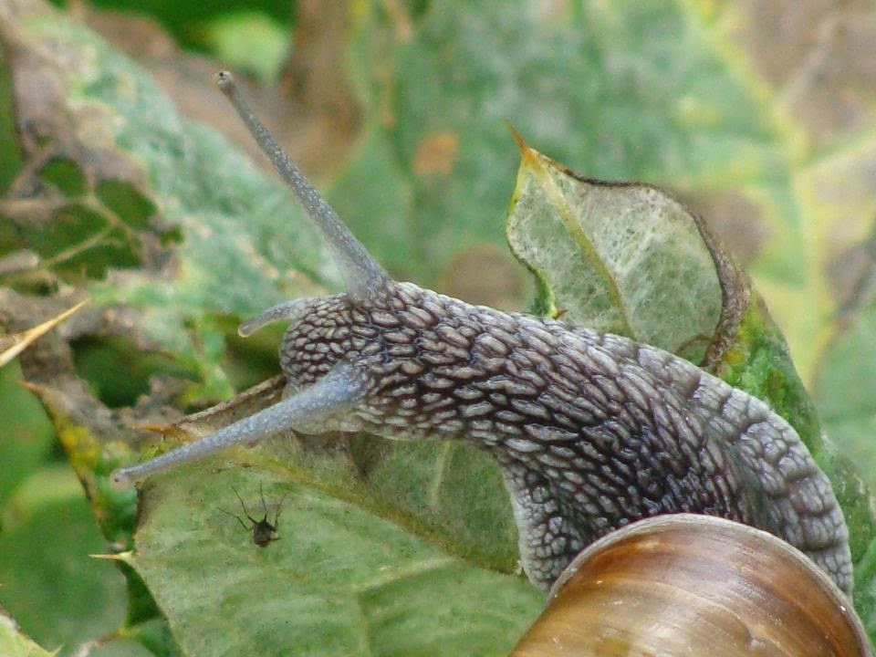 Snails and Slugs from Romania: Helix (Helix) lutescens