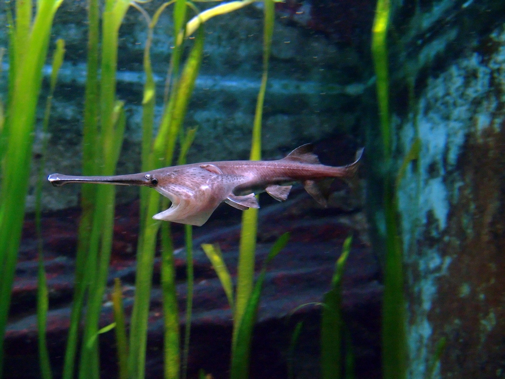 Real Monstrosities: Paddlefish