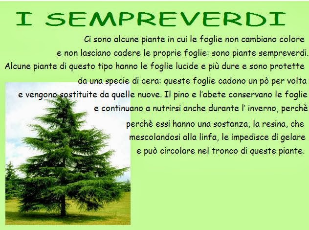 I sempreverdi