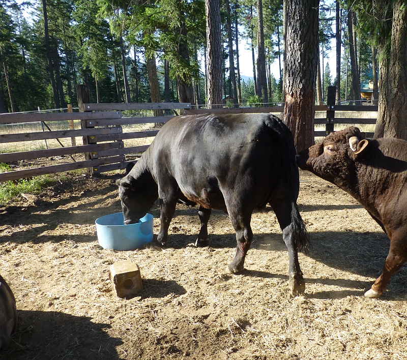 Rural Revolution: Cow matters