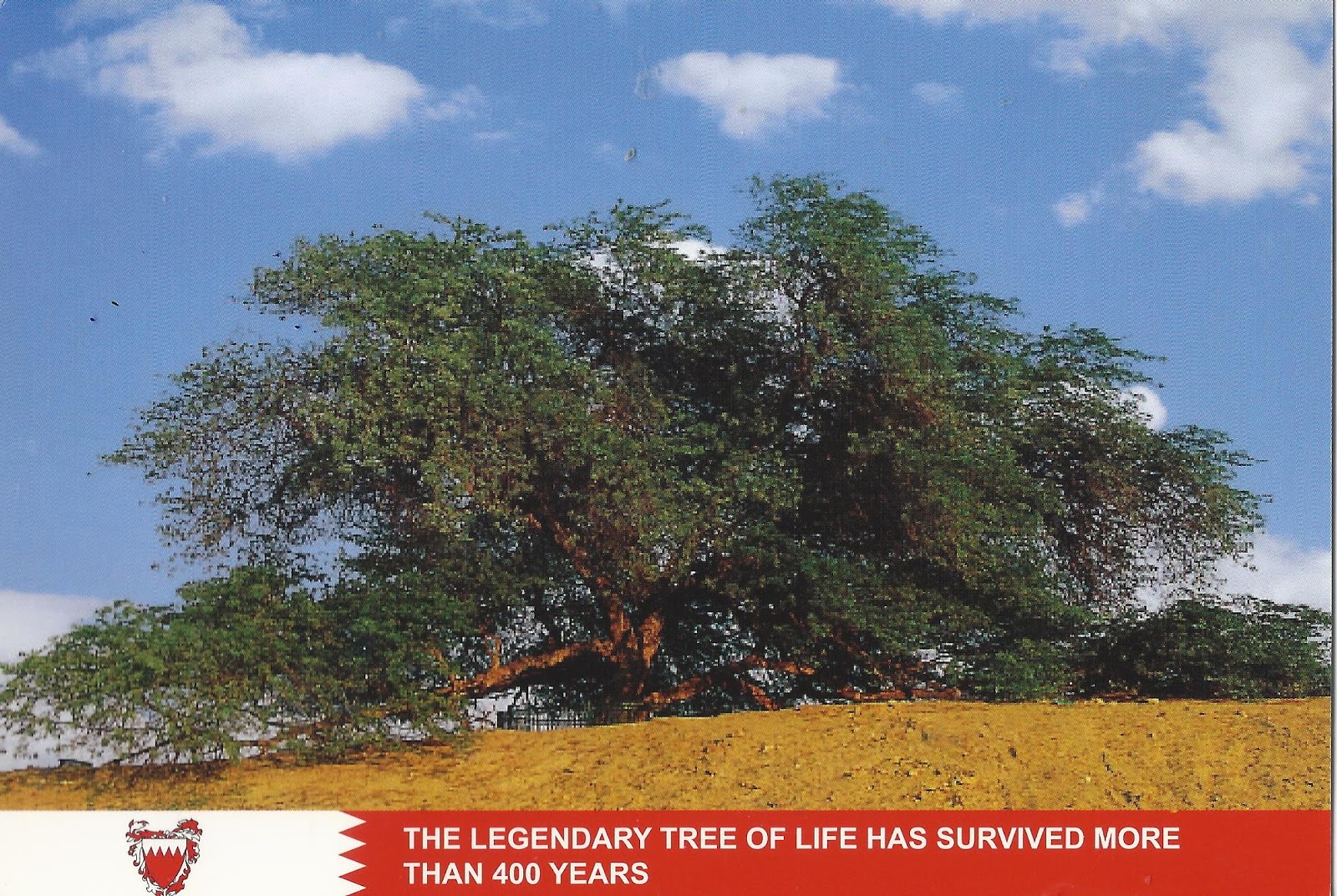A Journey of Postcards: The Tree of Life | Bahrain