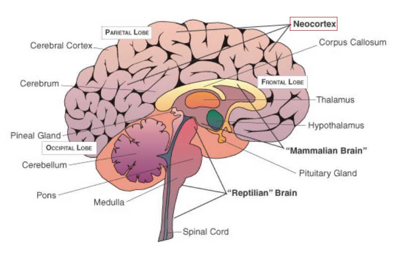 Esquema del cerebro con nombres - Imagui