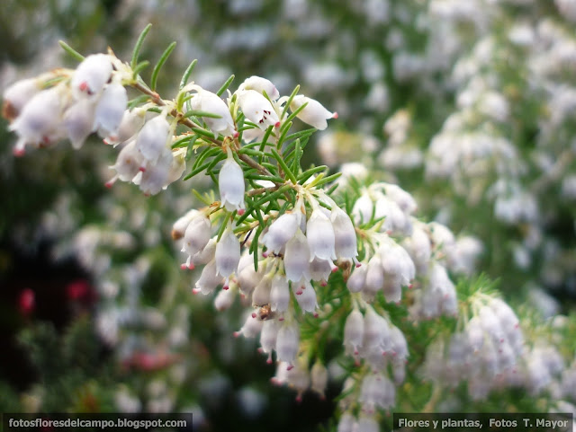 Flores y plantas silvestres: “ Erica x darleyensis mediterranean pink ...