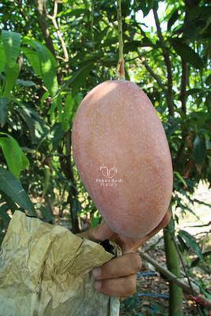 PBN: Mangga Yuwen ( Taiwan )