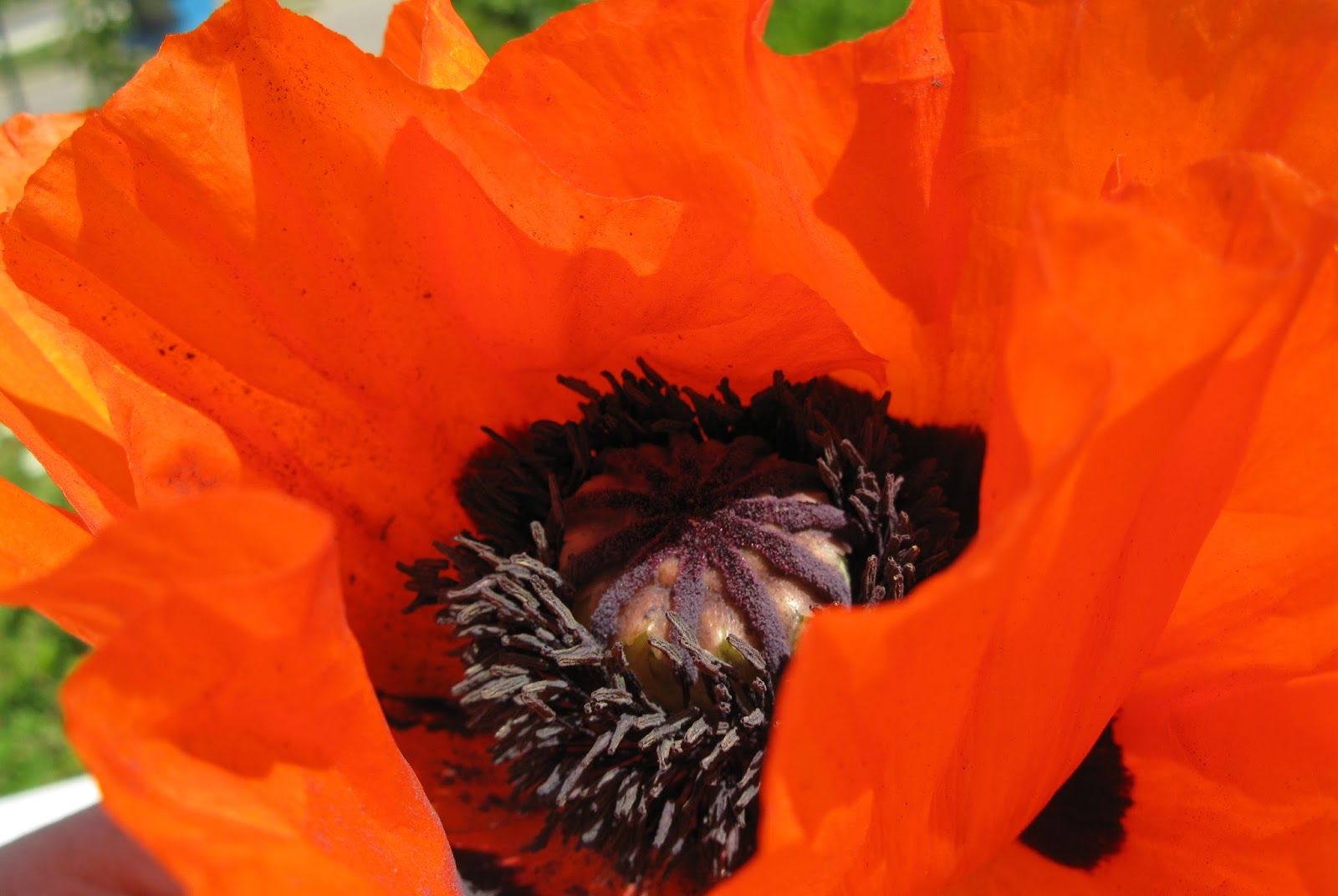 HeArtfully Creating: Poppies....So Inspiring