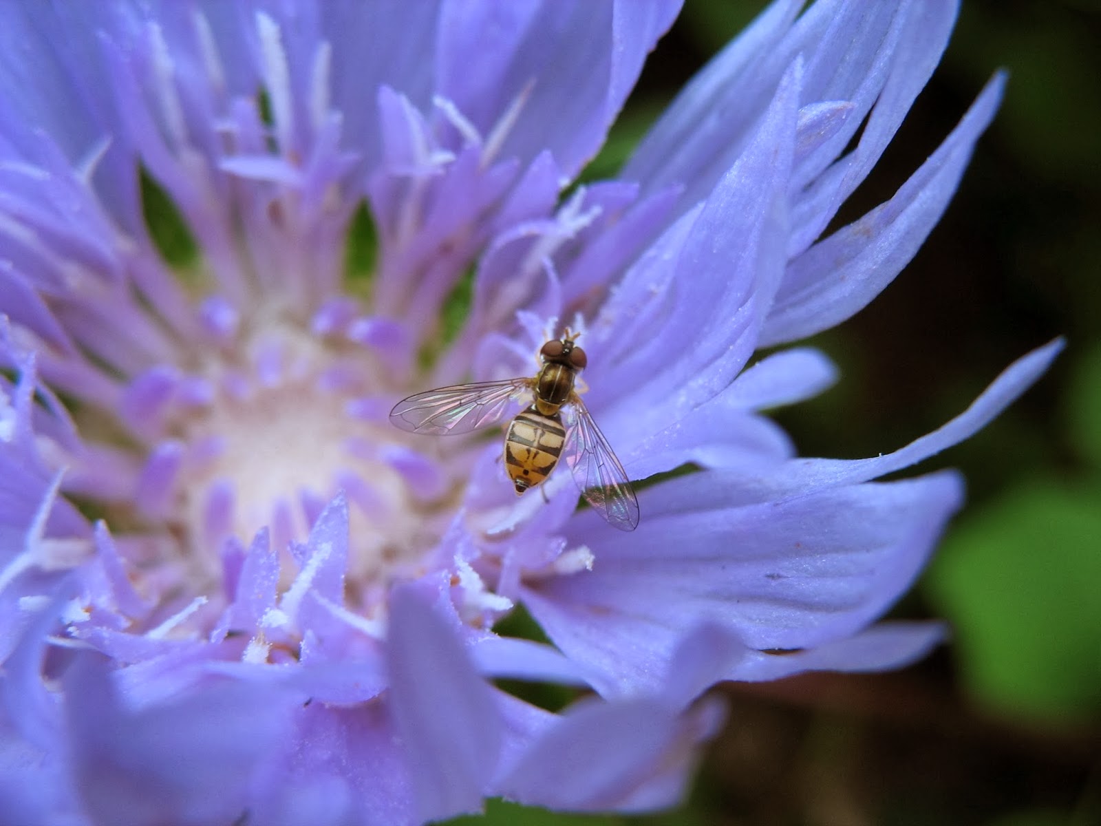 Using Georgia Native Plants: Pollinators of Native Plants (the book)