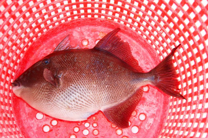 Gulf Currents: Gray Triggerfish