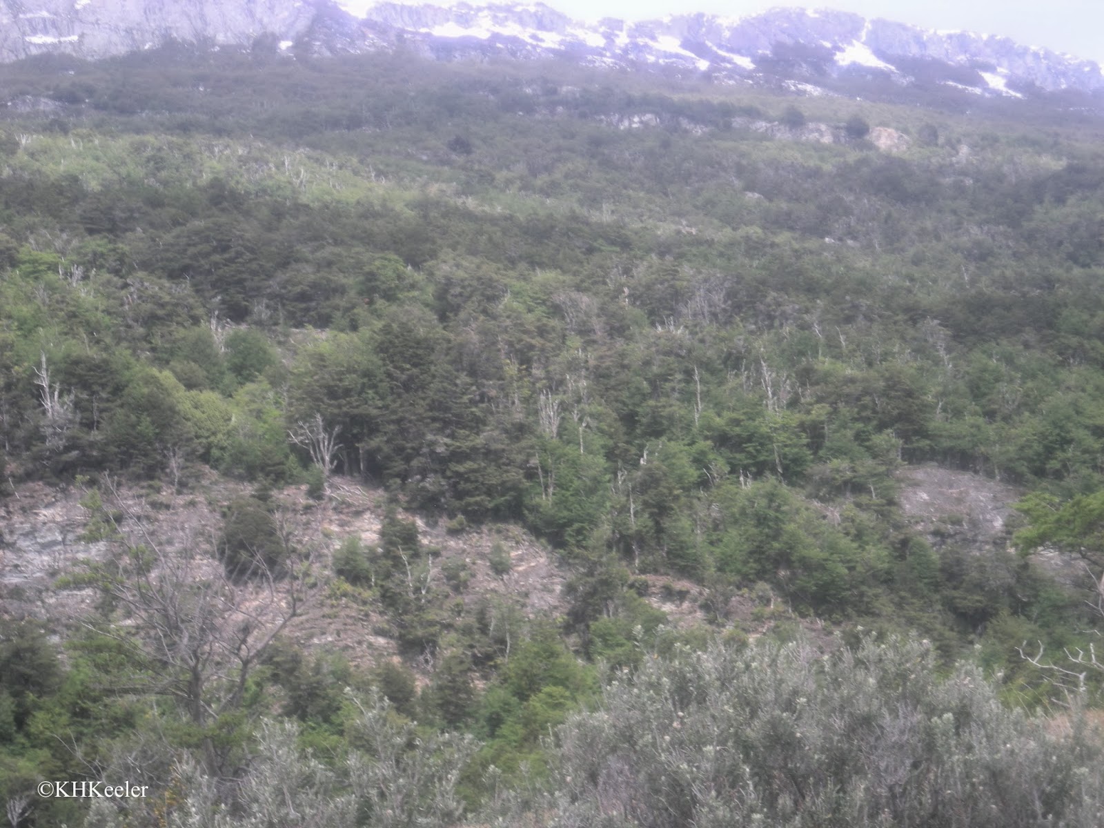 A Wandering Botanist: Visiting Tierra del Fuego -- the end of the Pan ...