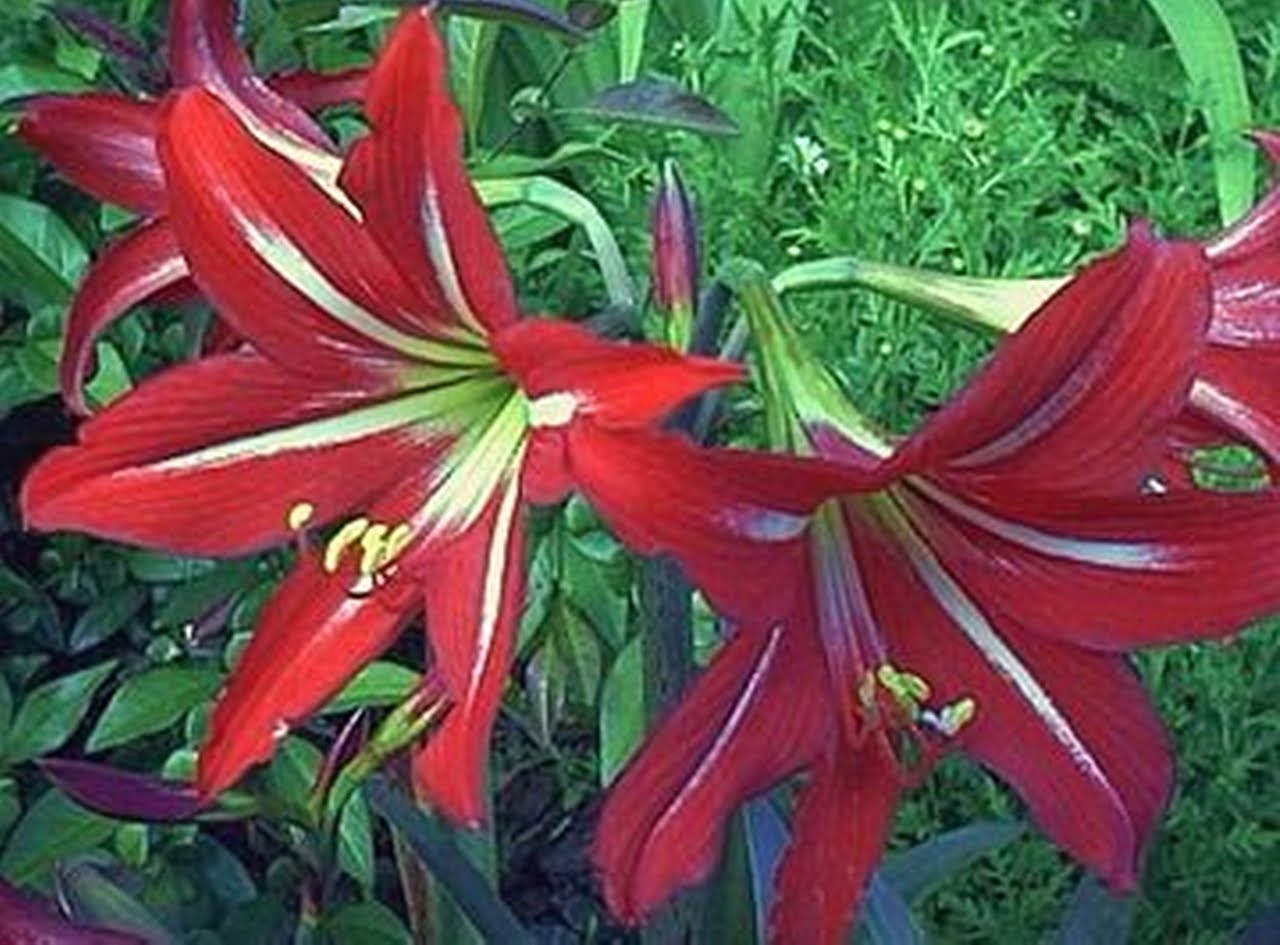 Dream Garden Flowers and Plants : Flowers and Plants I want to plant ...