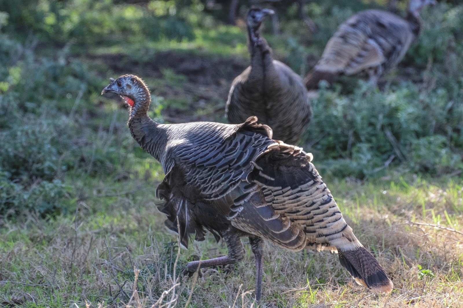 Cannundrums: Rio Grande Wild Turkey