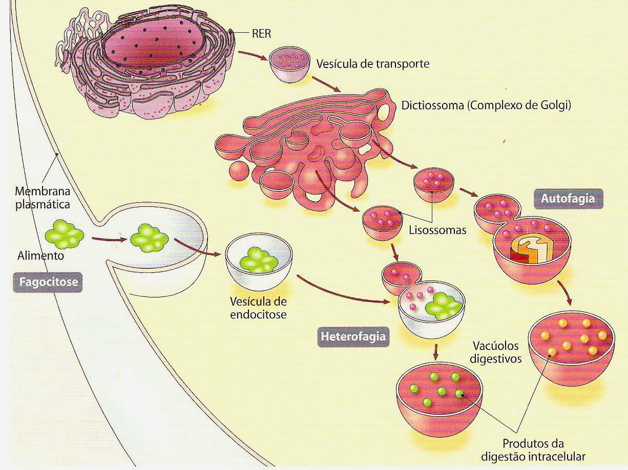 Fórum BIO10: Digestão intracelular