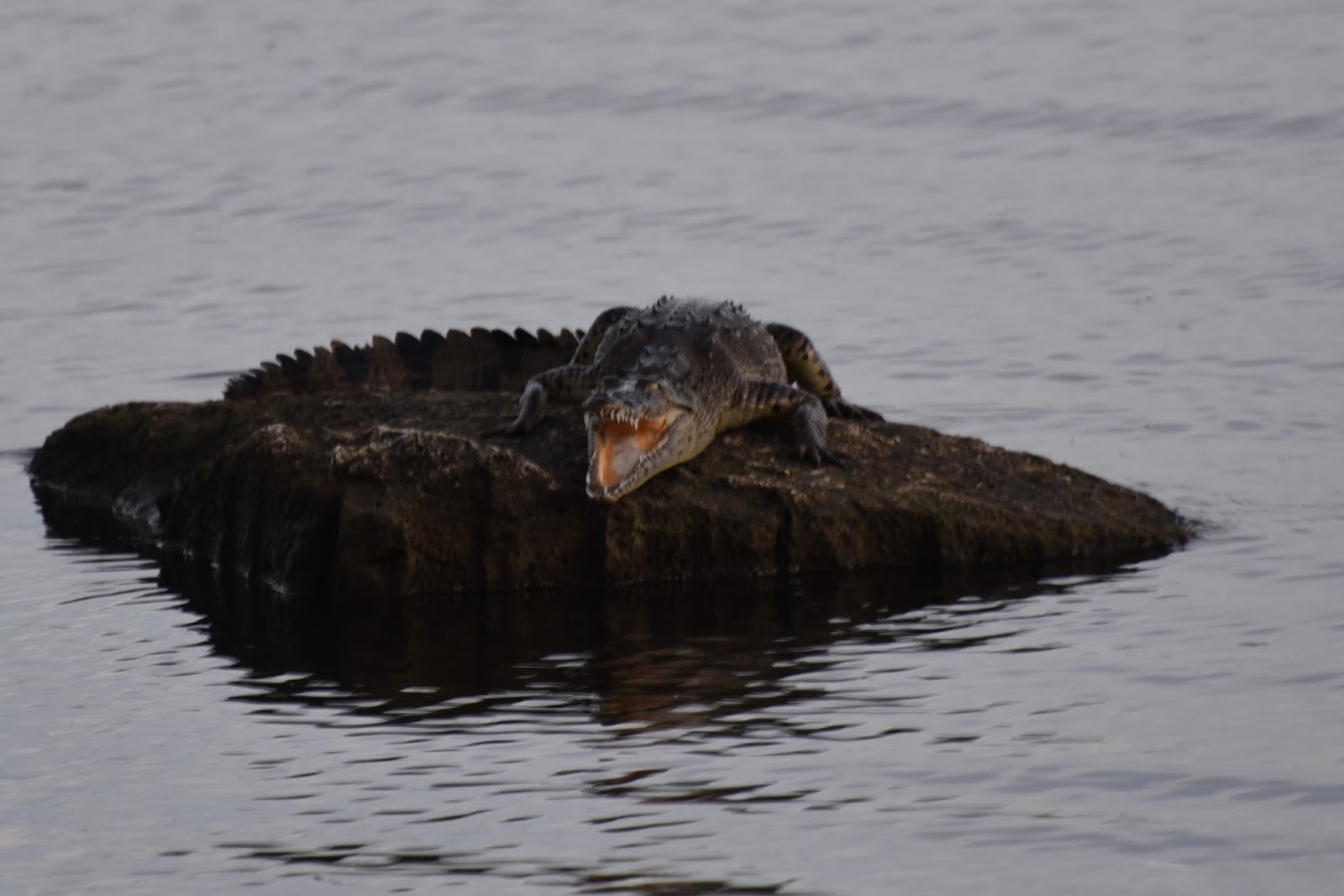 Visions From Key West