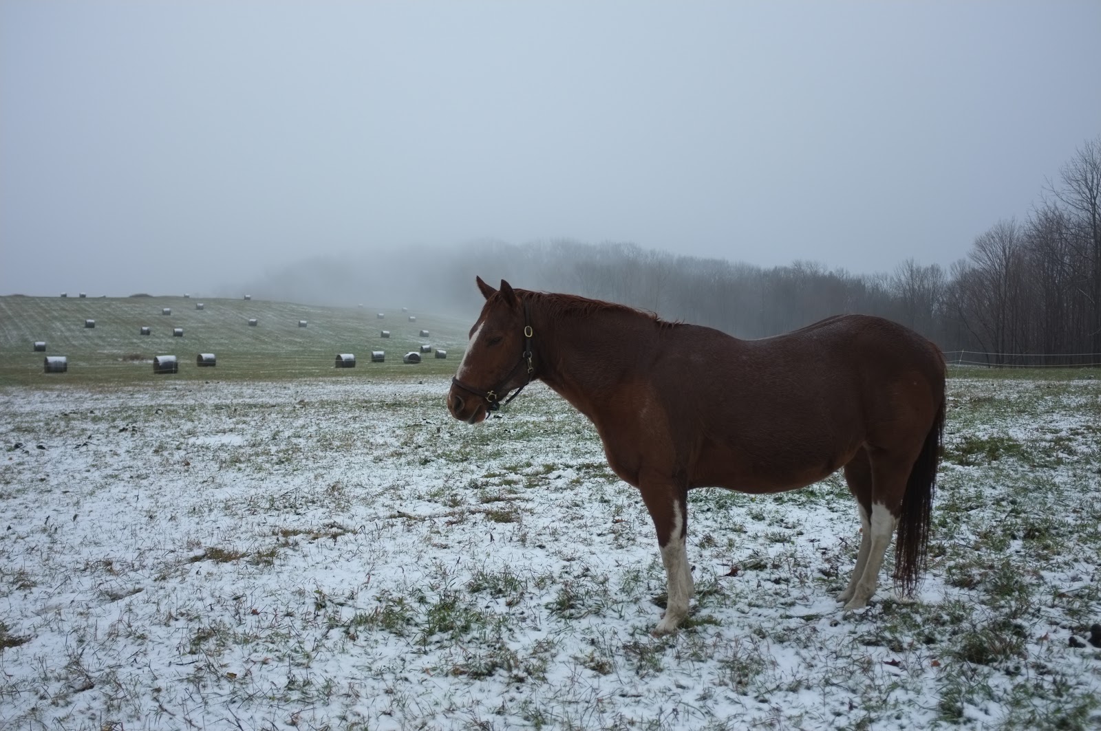 la porte rouge: snow falling outside and a thawing