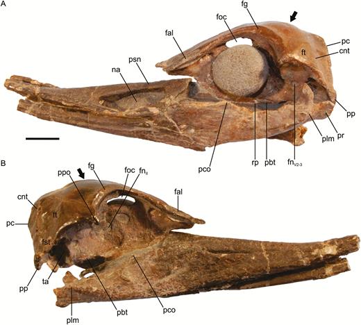 Raptormaniacs: Conflicto and the Evolution of Waterfowl