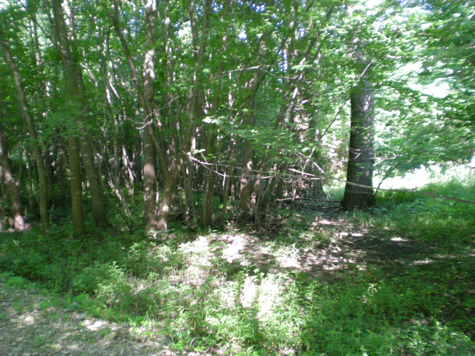 Practical Biology: science for everyone: Eastern deciduous forest ...