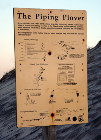 A Flurry of Feathers: Piping Plover on Fire Island, NY