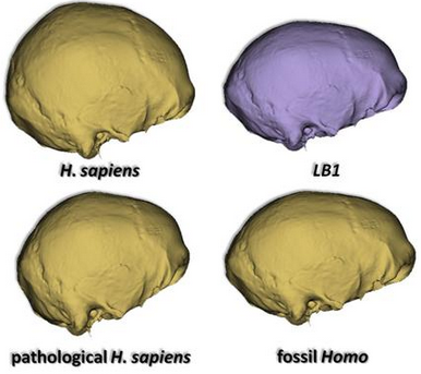 Paleoantropología hoy: Nuevo estudio confirma la especie Homo ...