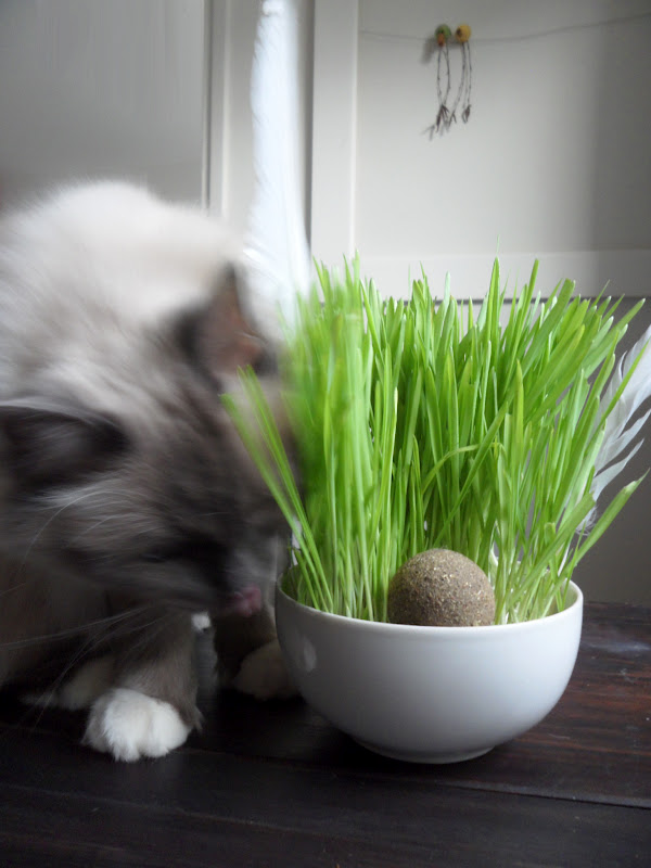 omⒶ KOPPA: Hyvää syntymäpäivää Robert!