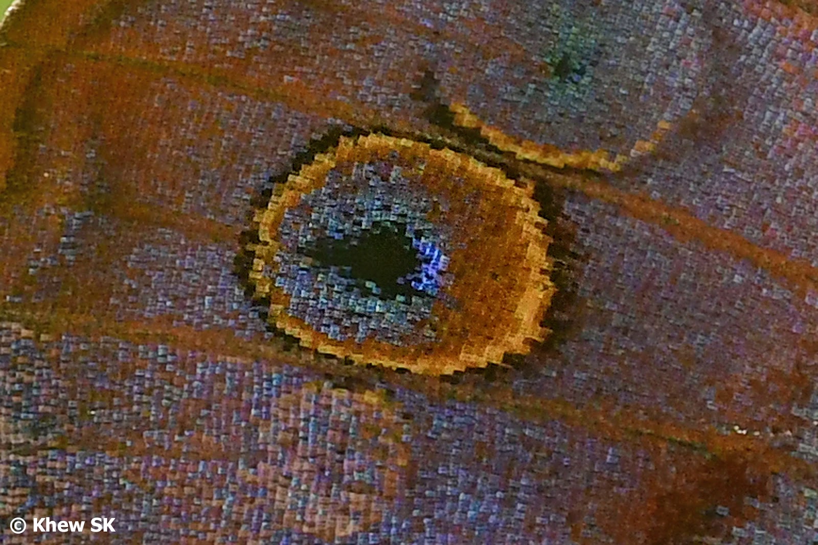 Butterflies of Singapore: Butterfly Eyespots