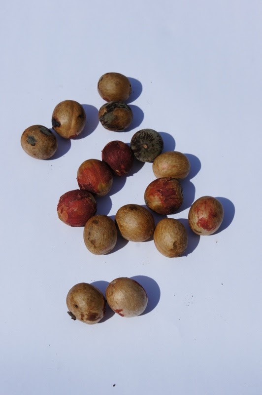 OUR PHILIPPINE TREES: The Makiling Bounty