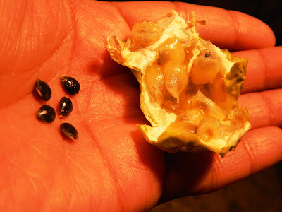 Capital Naturalist by Alonso Abugattas: Maypops