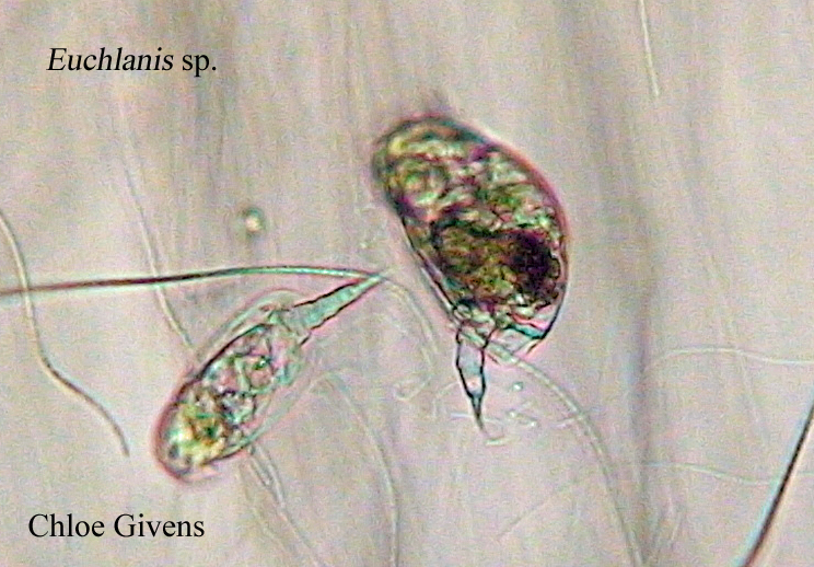 Botany 111: An Inquiry Into The Dynamic Microorganisms In Our Environment