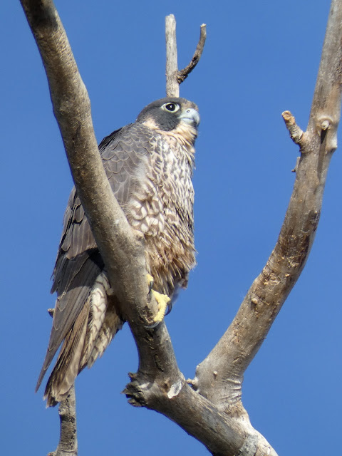 Geotripper's California Birds: Back From the Brink: Peregrine Falcon at ...