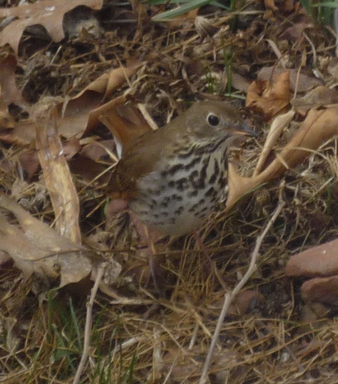 South Burlington Birds: Hermit Thrush photos | South Burlington ...