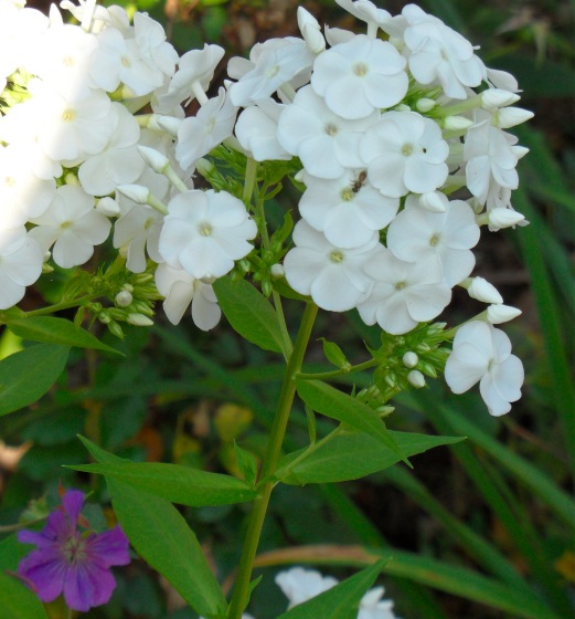 Defining Your Home, Garden and Travel: Refreshing 'Little Lime' Hydrangea