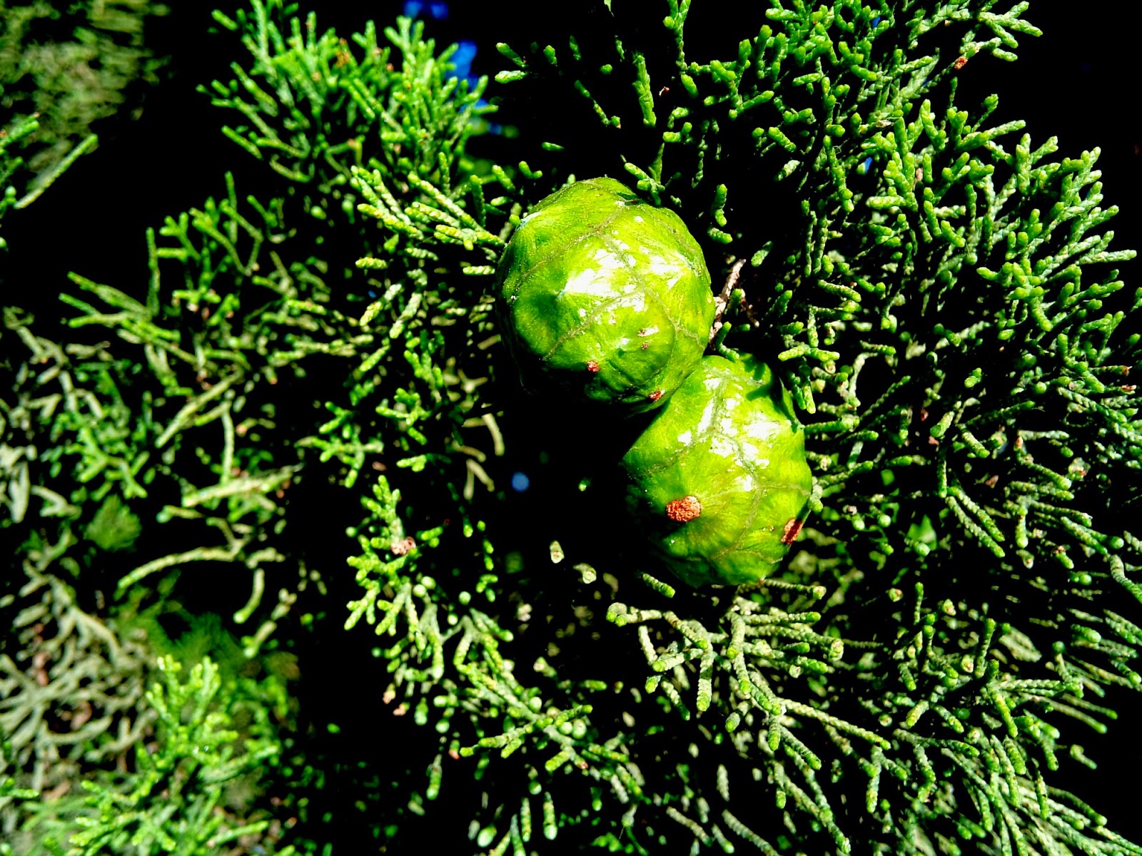 Árboles con alma: Ciprés. Xiprer. (Cupressus sempervirens)