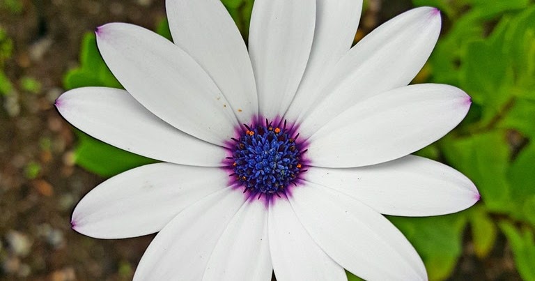 Beautiful flowers that will steal and melt your heart - Our World Stuff