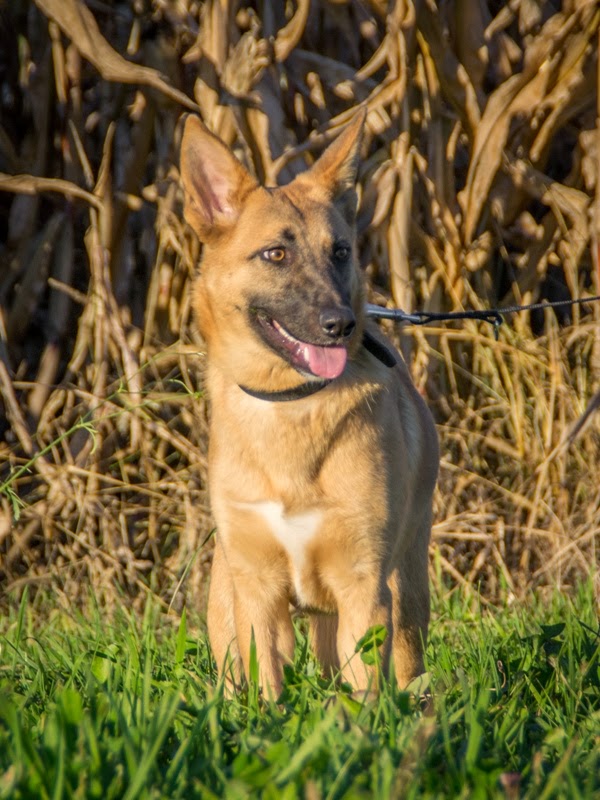 Rifugio Animali Biella: Lilly lupetta...adottata!!!