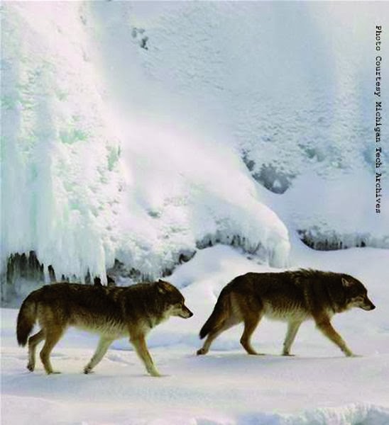Seven Dog Winter: Death of Yellowstone's Most Famous Wolf Is a ...