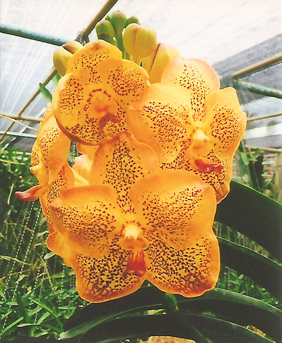 Vandário Mokara - Excelência no Cultivo de Orquídeas Vandas: IMPORTAÇÃO ...