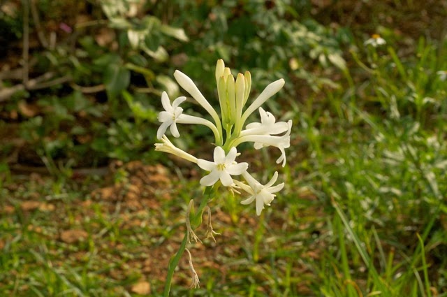 Flora de Puerto Rico Ilustrada Papo Vives: ASPARAGACEAE-POLIANTHES ...