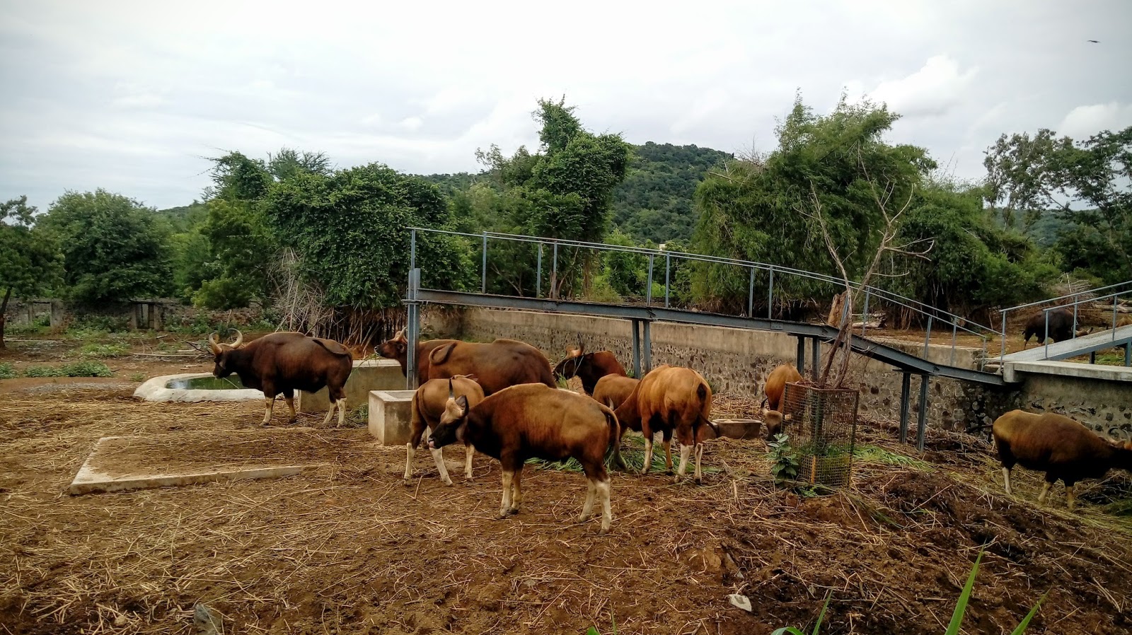 ARIGNAR ANNA ZOOLOGICAL PARK(VANDALUR ZOO ),CHENNAI