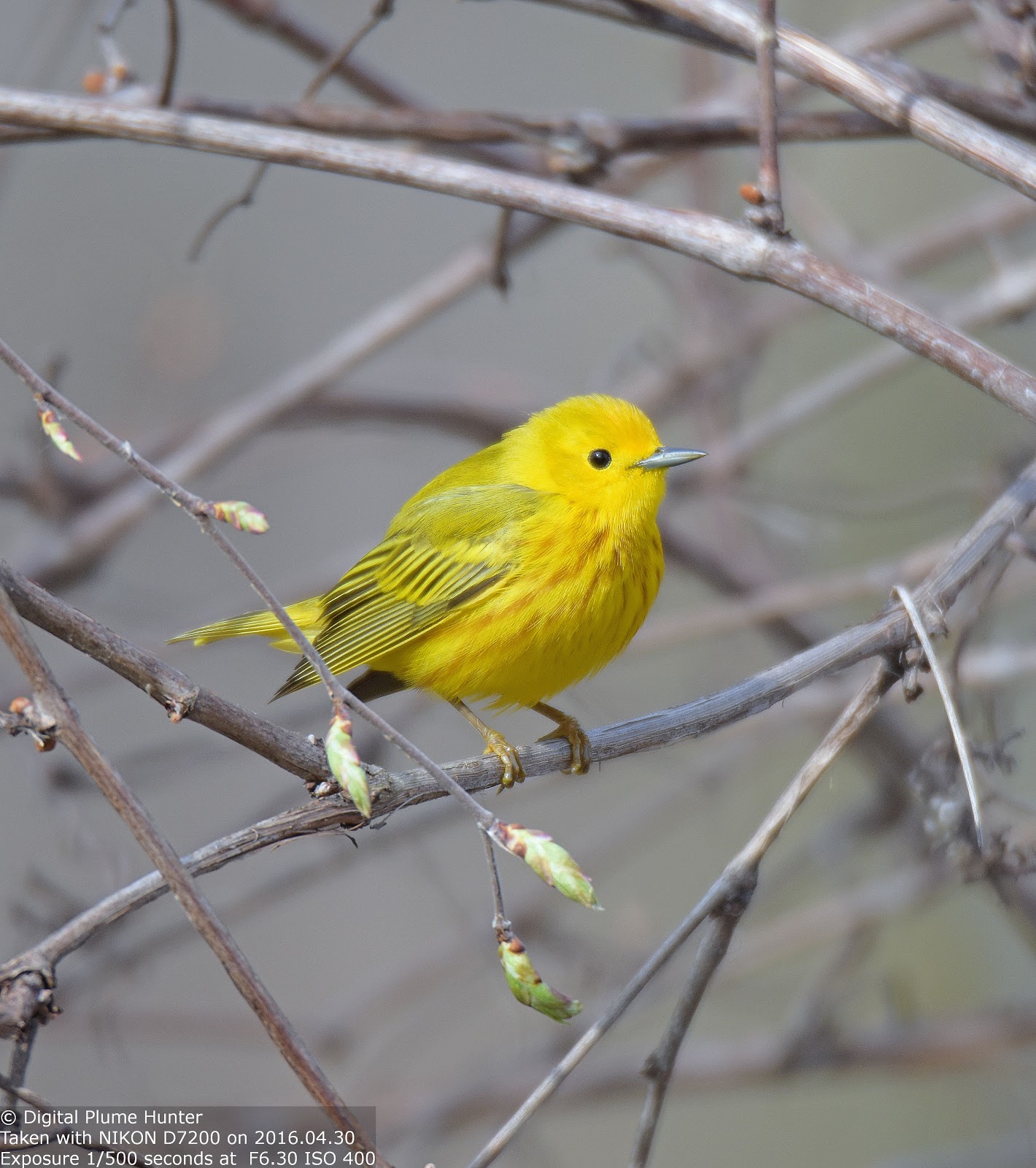 Hunting Digital Plumes in the US and Beyond: May 2016