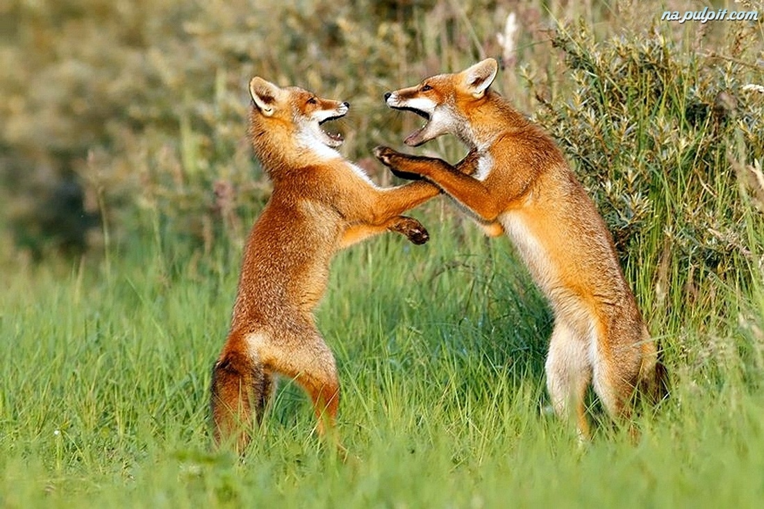 zwierzątka: lisy
