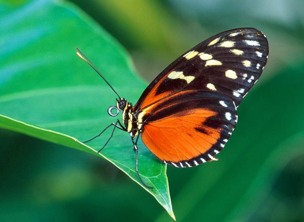 novofoto: CÓMO FOTOGRAFIAR MARIPOSAS