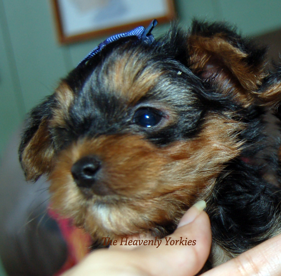 The Heavenly Yorkies: Puppies 6 Weeks Pics