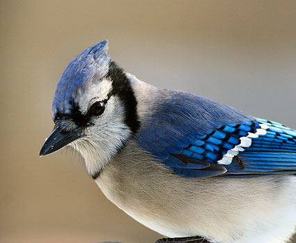 Tell Me a Story: Blue Jay Way