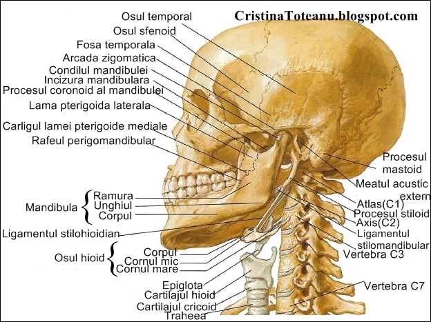 Dr. Cristina Toteanu: ANATOMIA CORPULUI UMAN -IMAGINI - CORPUL UMAN