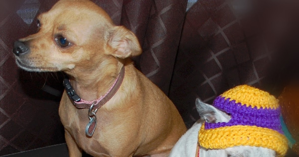 Posh Pooch Designs : Team Spirit - Human and Dog hats