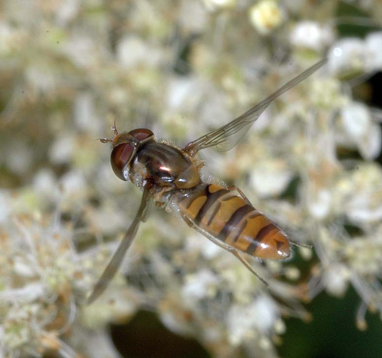 CABINET OF CURIOSITIES: Hoverfly