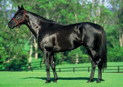 O Mundo do Cavalo: Um Pouco sobre o PSI