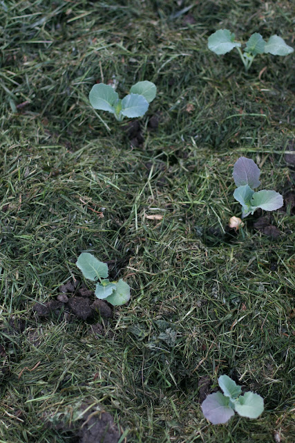 the pea patch - Floret Flowers