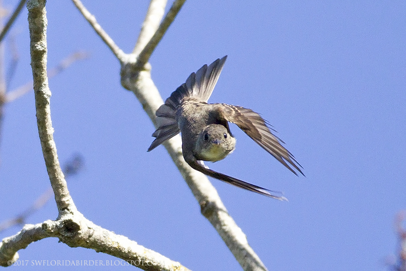 Be Sure To Be An eBirder | Focusing on Wildlife