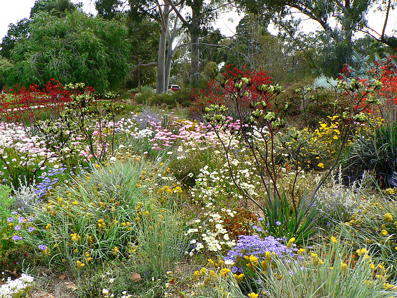 ournomadicways: Wildflowers of WA ( part 4)