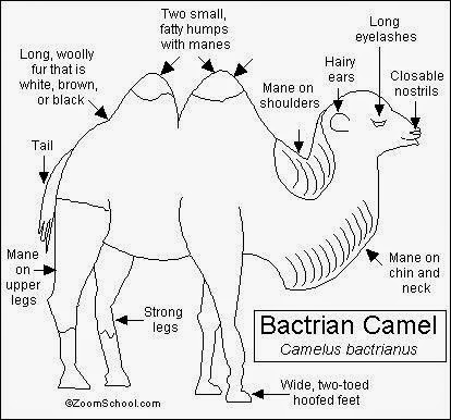 Fakta Ajaib Unta Hewan Unik Yang Disebut Dalam Al Quran - Ajaib dan Aneh