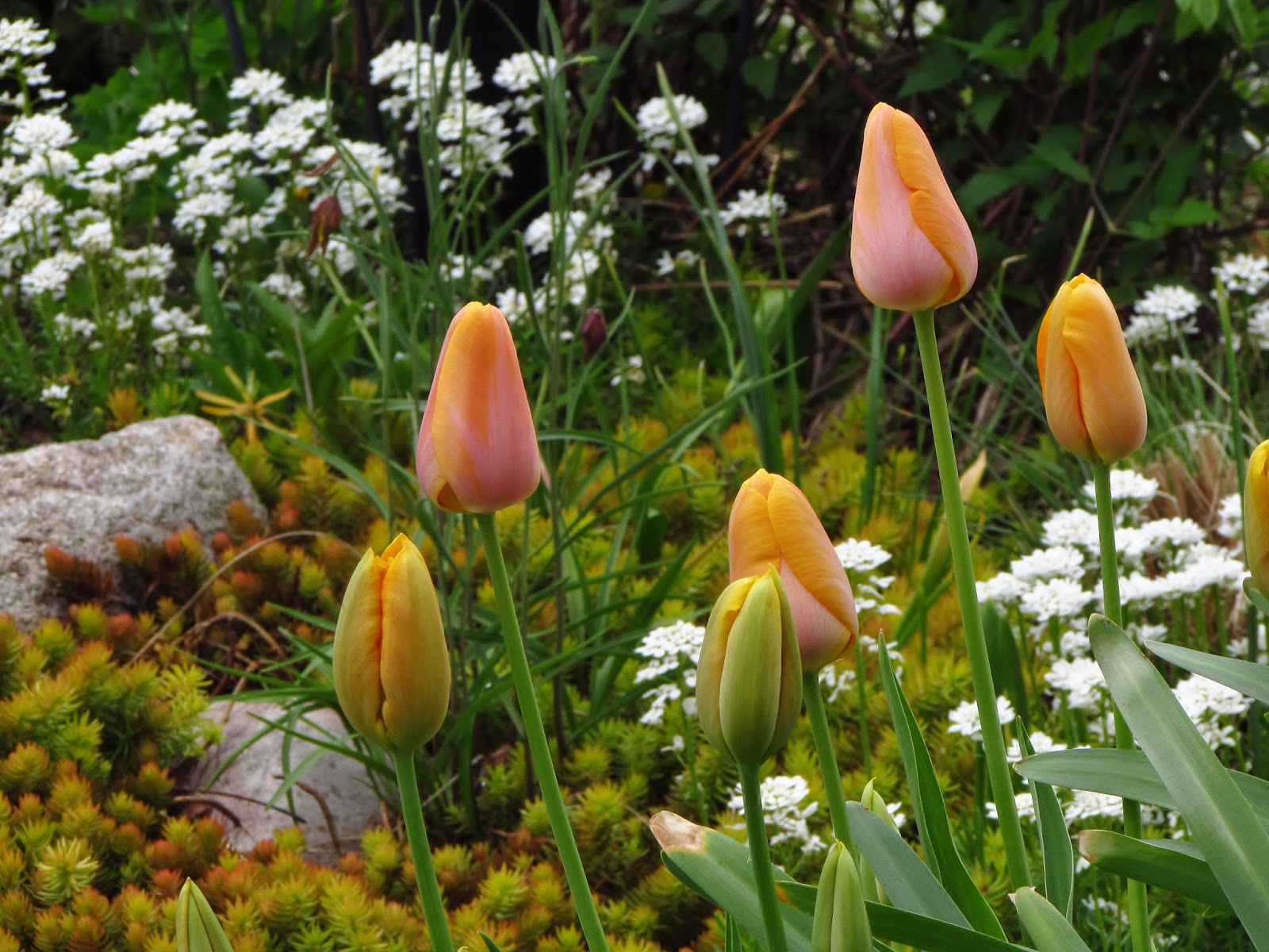 Life In Robin's Nest: Spring Glory